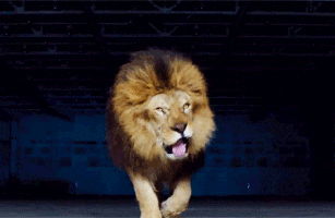 Lions GIFs - Find & Share on GIPHY