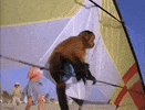 Monkey Trouble Fly GIF by garbage party - Find & Share on GIPHY