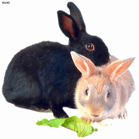 Rabbit GIF - Find & Share on GIPHY
