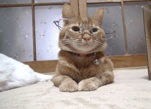 Glasses GIF by Cheezburger - Find & Share on GIPHY
