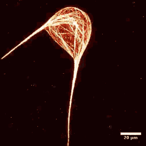 Cell GIF - Find & Share on GIPHY