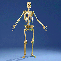 Niffelheim Spine2D Animation Skeletons GIFs - Find & Share on GIPHY