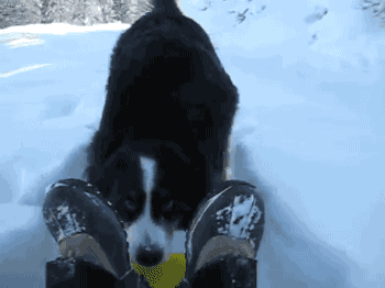 Doge Gif Snow
