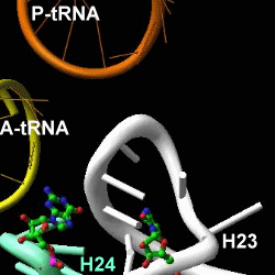 Ribosome GIFs - Find & Share on GIPHY