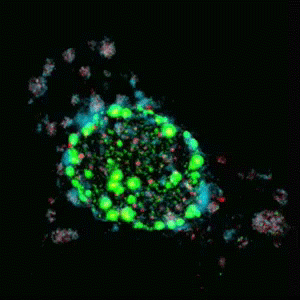 Microbiology GIF - Find & Share on GIPHY