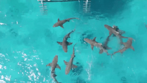 Shark Week Immersion GIF by Shark Week - Find & Share on GIPHY