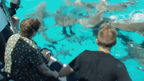 Shark Week Immersion GIF by Shark Week - Find & Share on GIPHY