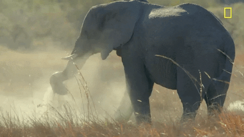 Nat Geo Savage Kingdom GIF by National Geographic Channel - Find ...