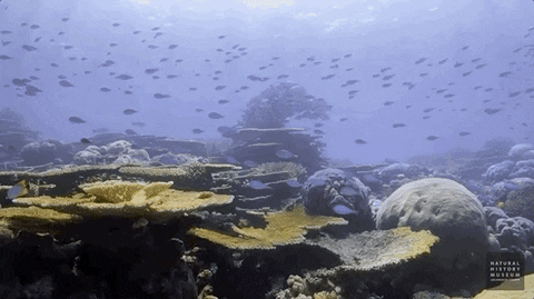 Natural History Museums of Los Angeles County GIF - Find & Share on GIPHY