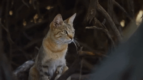 Wild Cat GIF by PBS Digital Studios - Find & Share on GIPHY
