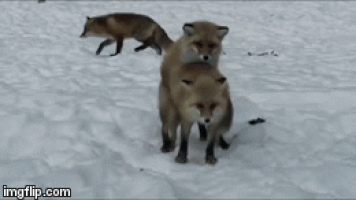 Foxes GIF - Find & Share on GIPHY