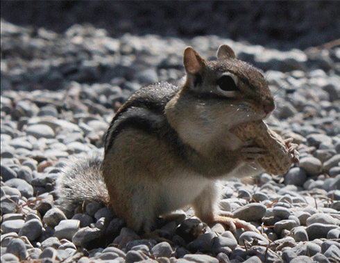 Pictures Chipmunk GIF - Find & Share on GIPHY