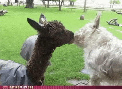 Making Out GIF - Find & Share on GIPHY