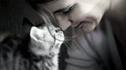 Cat Nuzzle GIF - Find & Share on GIPHY