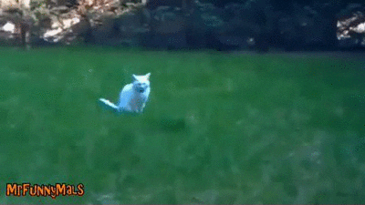 Cat Chasing GIF - Find & Share on GIPHY