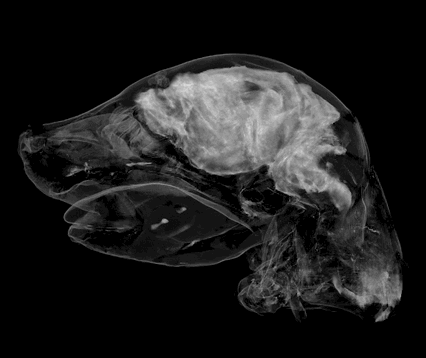 Brain GIF - Find & Share on GIPHY