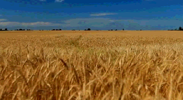 Farm GIF - Find & Share on GIPHY