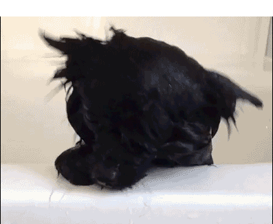 Ball Fluff GIF - Find & Share on GIPHY