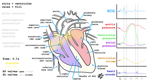 Heart Circulation GIFs - Find & Share on GIPHY