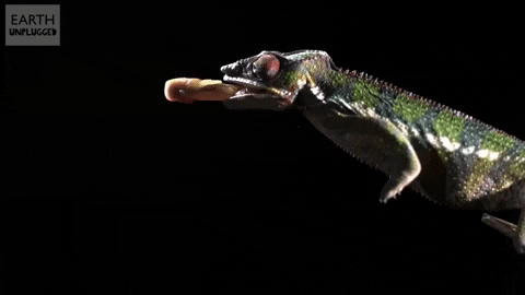 Cool slo mo of lizard eating something : SlowMotion