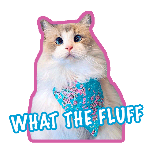Cat Wtf Sticker for iOS & Android | GIPHY