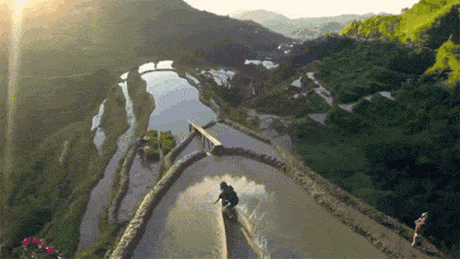 Rice Field GIFs - Find & Share on GIPHY