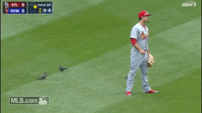 St. Louis Cardinals GIF by MLB - Find & Share on GIPHY