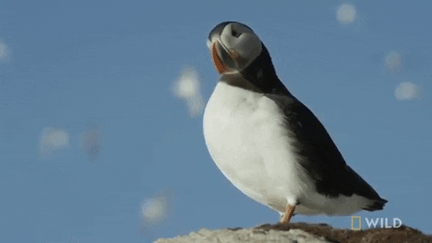 Puffin GIF by Nat Geo Wild - Find & Share on GIPHY