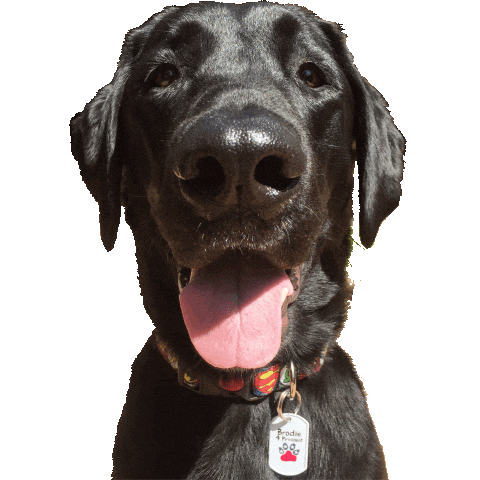 Black Lab Labrador Sticker by Brodifur for iOS & Android | GIPHY