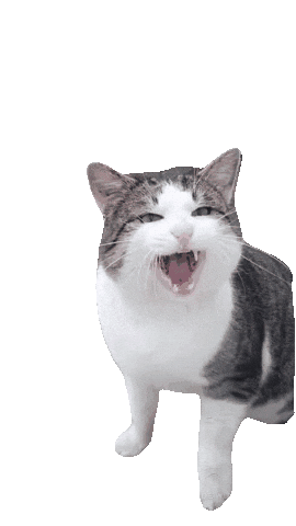 Cat Wow Sticker by KreativCopy for iOS & Android | GIPHY