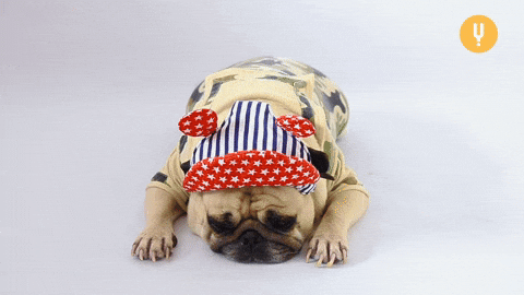 Dog Pug GIF by CuriosityStream - Find & Share on GIPHY