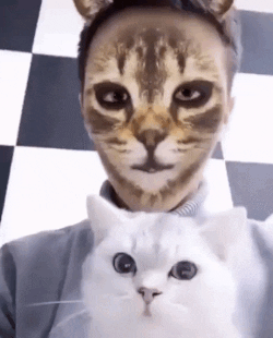 Cat and face with cat filter - VideosGifs.Net