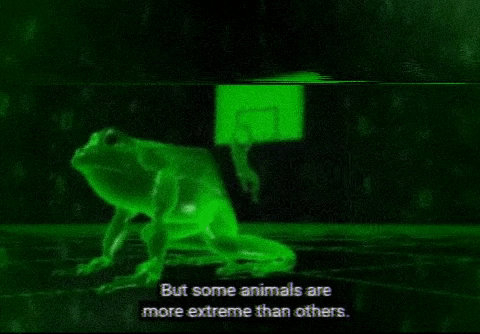 Extreme Animals GIF - Find & Share on GIPHY