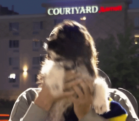 Fort Wayne Dog GIF by TinCaps - Find & Share on GIPHY