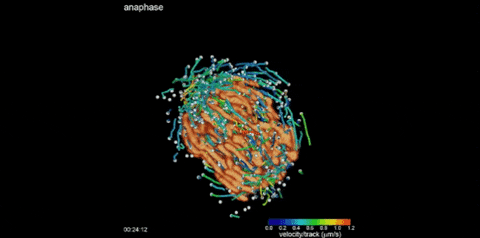 Lattice Light Sheet Microscopy GIFs - Get the best GIF on GIPHY