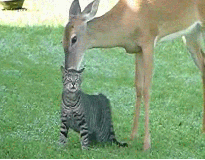 Animal Rights GIF - Find & Share on GIPHY