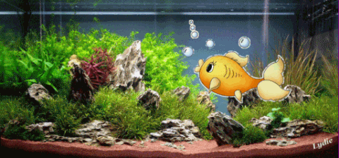 Aquarium GIF - Find & Share on GIPHY