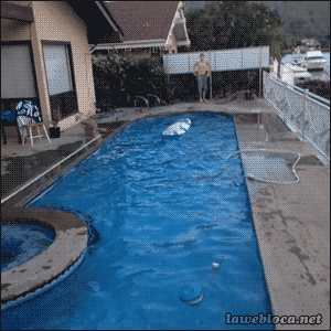 Pool Surf GIF - Find & Share on GIPHY