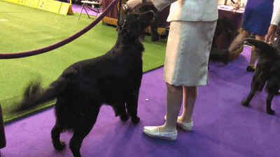 Dog Show GIF by Westminster Kennel Club - Find & Share on GIPHY
