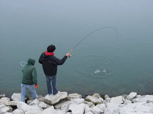 Fishing GIF - Find & Share on GIPHY