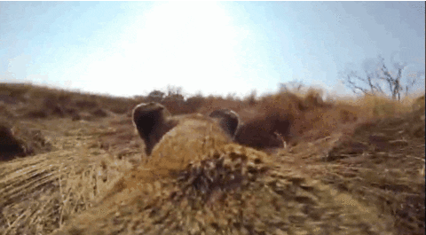 Apex Predators Hunts GIF - Find & Share on GIPHY