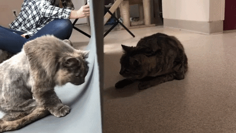 Best Friends Animal Society GIF - Find & Share on GIPHY