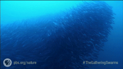The Gathering Swarms GIF by Nature on PBS - Find & Share on GIPHY