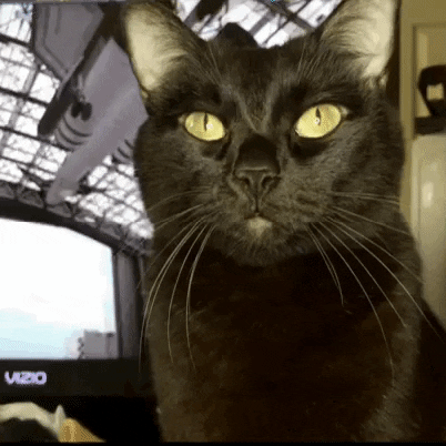 CAT is READY for TAKEOFF - requesting WINDOW seat! : r/gifs