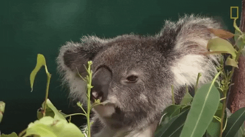 Koala GIF by Nat Geo Wild - Find & Share on GIPHY