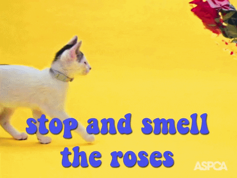 Stop And Smell The Roses Cat GIF by ASPCA - Find & Share on GIPHY