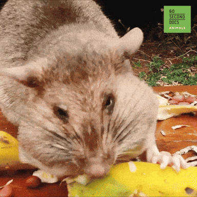 Food Eating GIF by 60 Second Docs - Find & Share on GIPHY
