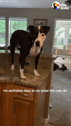 Cat Dog GIF by The Dodo - Find & Share on GIPHY