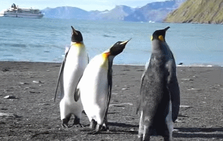 Penguin GIF - Find & Share on GIPHY