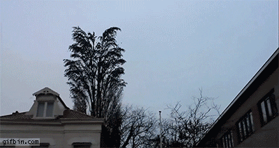 Tree Birds GIF - Find & Share on GIPHY